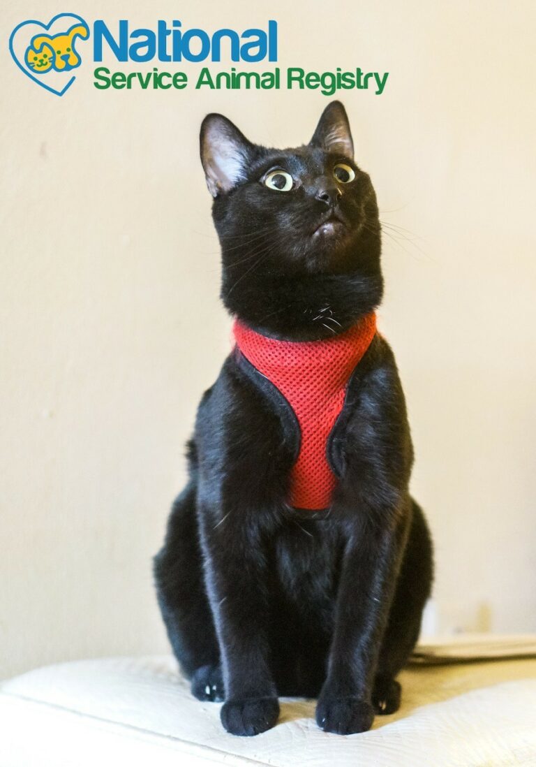 Are Emotional Support Vests Necessary for Cats? - NSARCO