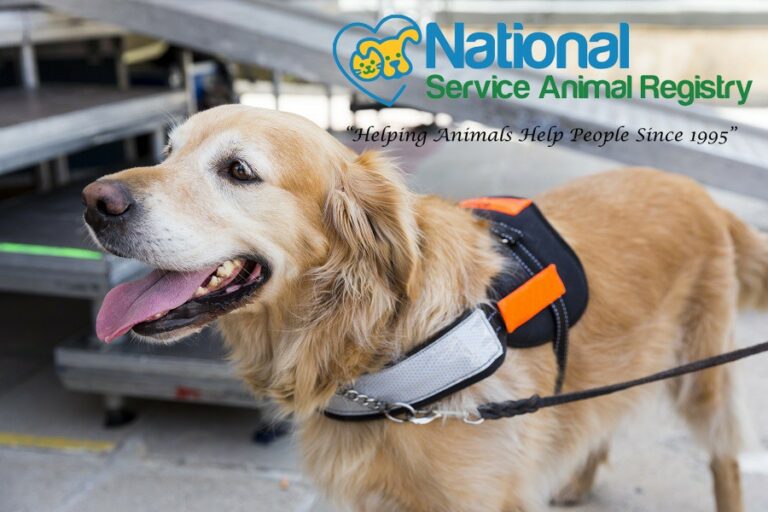 Service Dogs for Anxiety: All You Need to Know - NSARCO