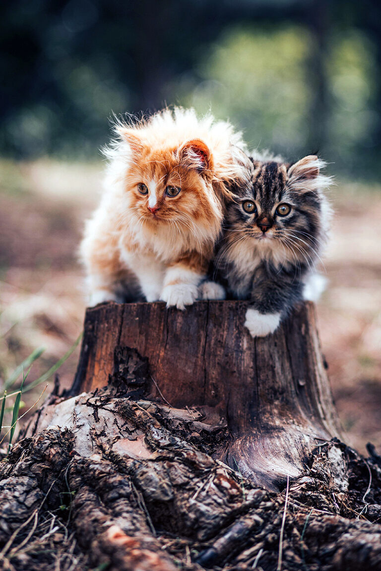 National Puppy Day & Cuddly Kitten Day - NSARCO