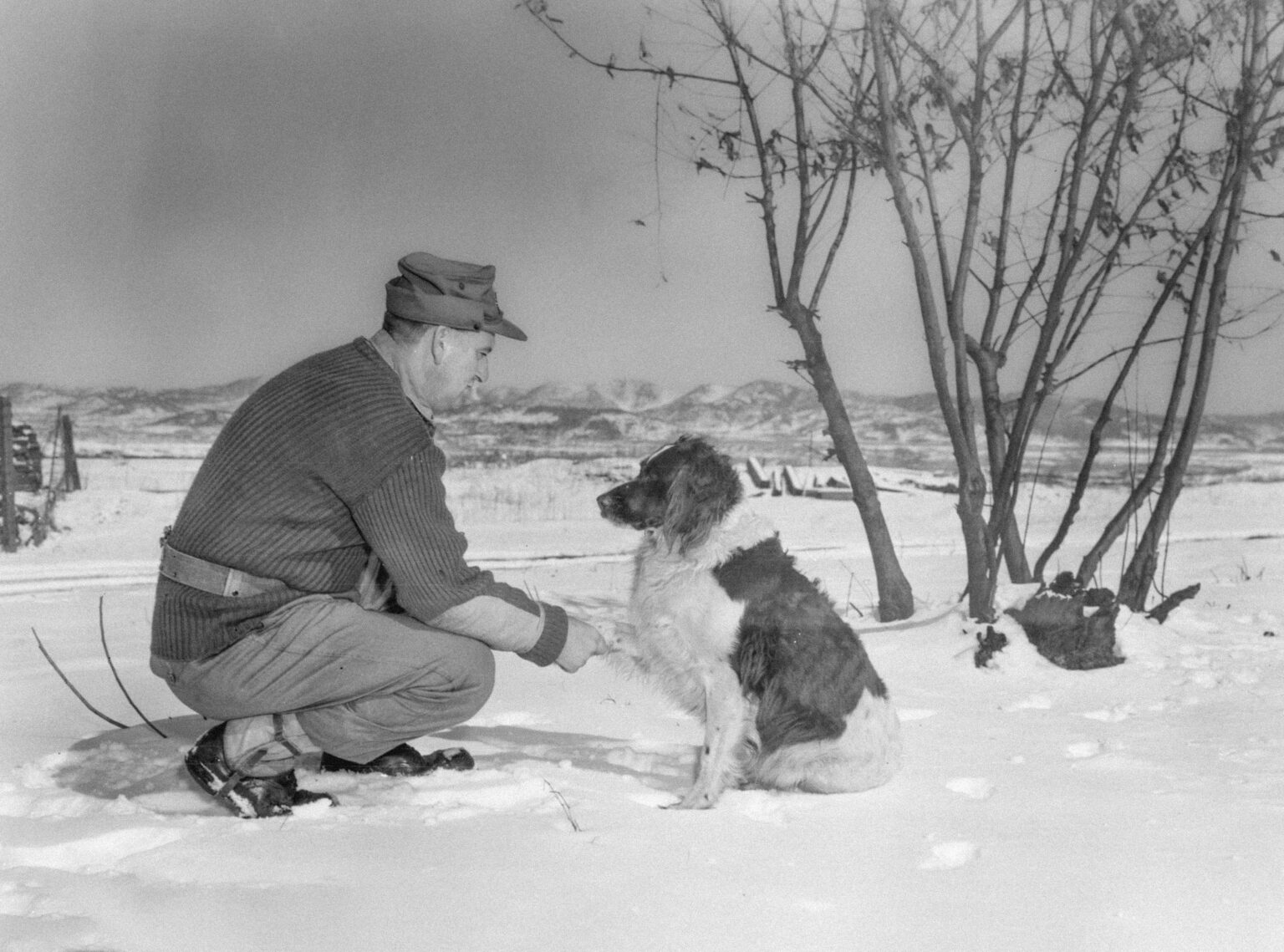 The History of Service Animals: From Ancient Times to Today - NSARCO