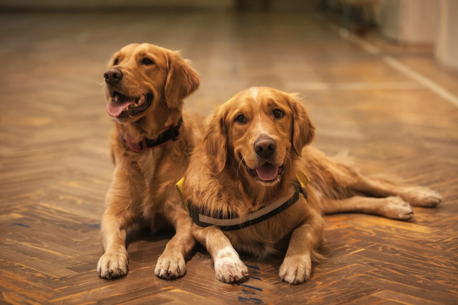 Service Dog Training: Why It's Essential - NSARCO