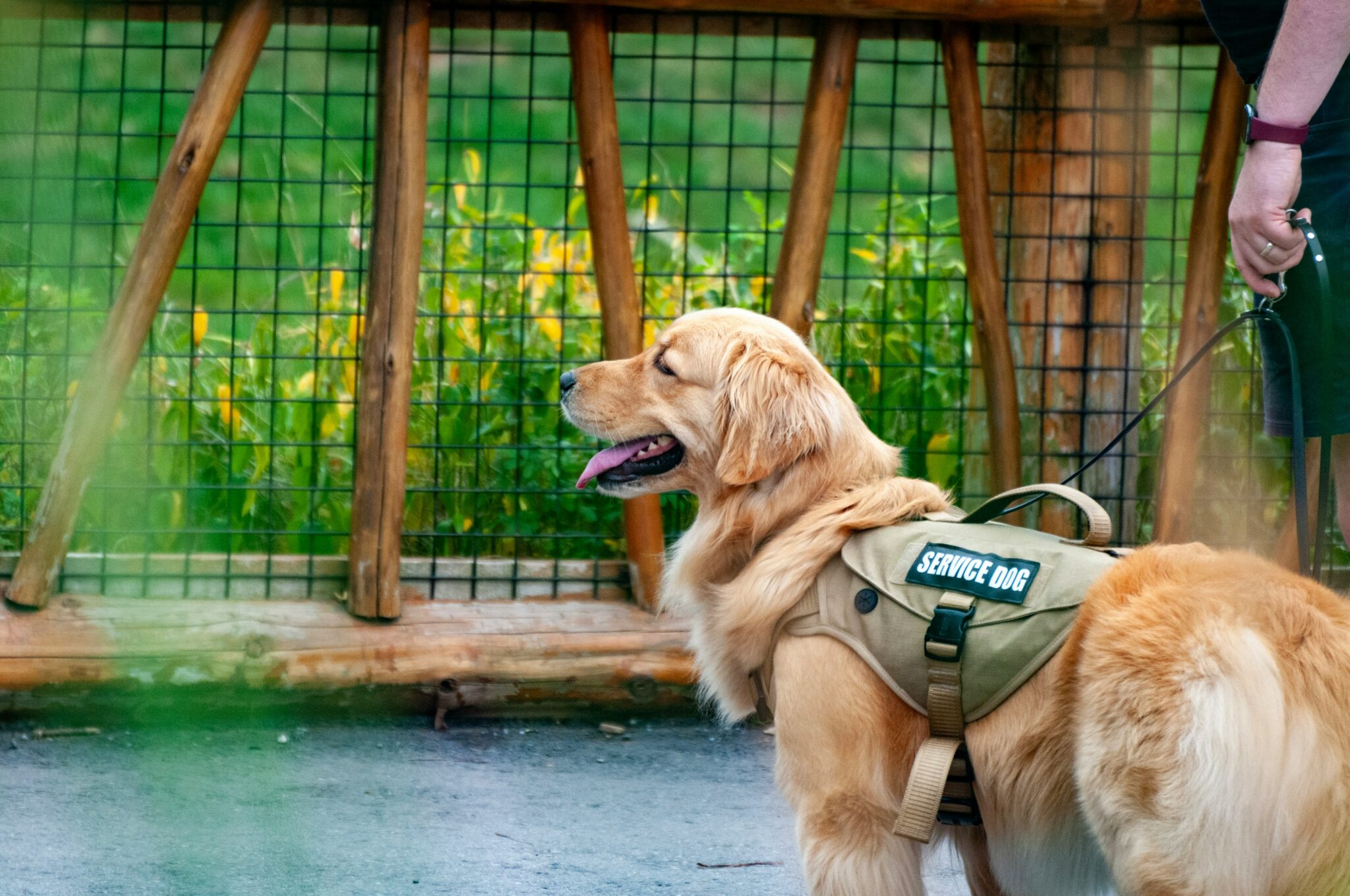 Emotional Benefits of Caring for a Service Dog | NSAR